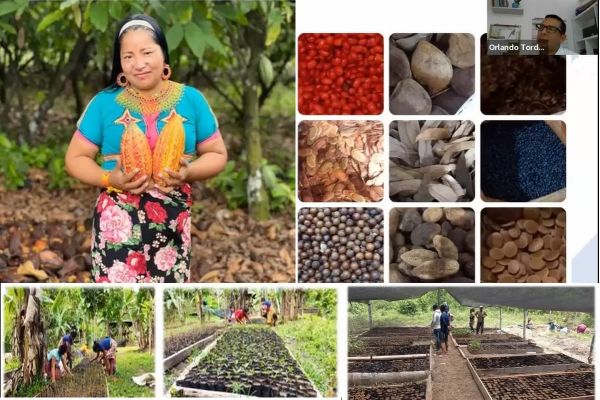 Comunidad Emberá En El Alto Sinú Asume Modelo De Producción Sostenible